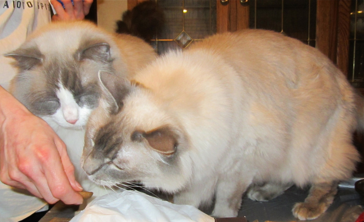 Feline Distemper or Panleukopenia: Virus and Disease Facts - PetHelpful