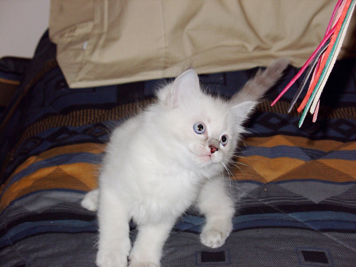 Feline Distemper or Panleukopenia: Virus and Disease Facts - PetHelpful