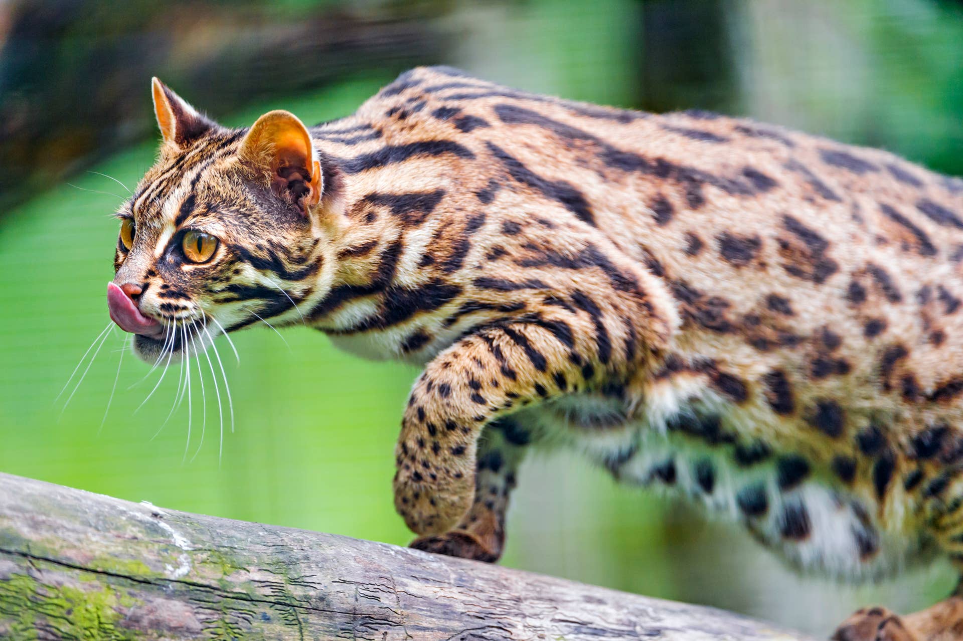 The Joys and Hazards of Living With a Pet Bengal Cat - PetHelpful