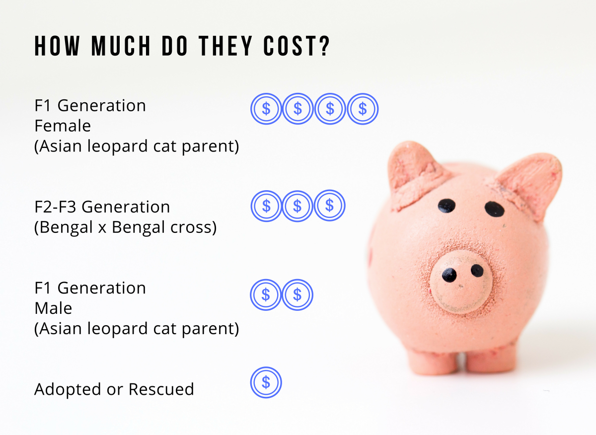 The Joys and Hazards of Living With a Pet Bengal Cat - PetHelpful