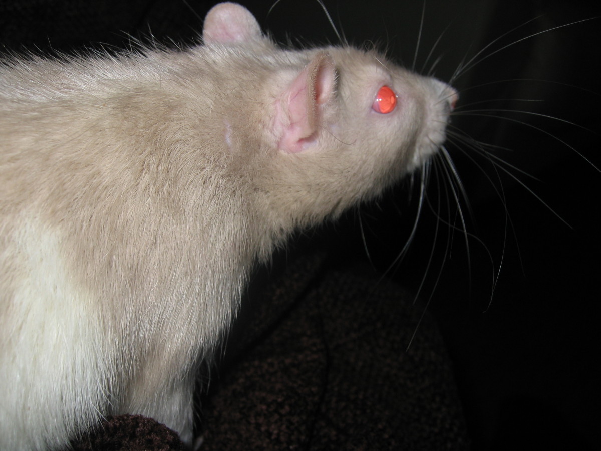 Rats and Their Types, Colors, and Patterns (With Photos) - PetHelpful