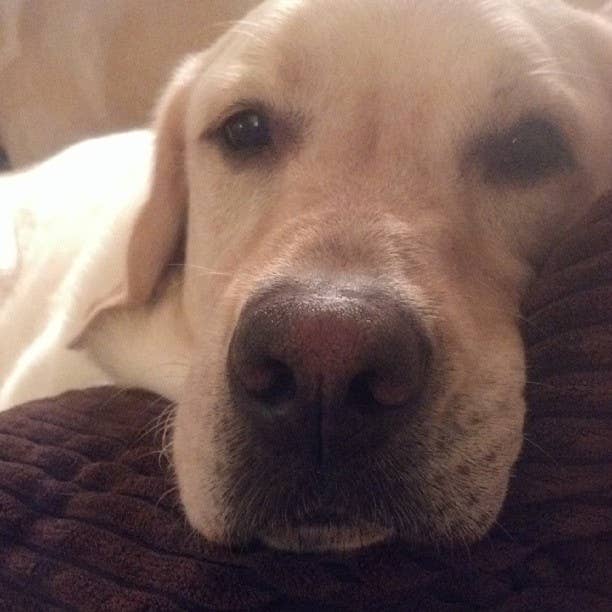 Dealing With a Dog's Ear Infection When You Can't See a Vet - PetHelpful
