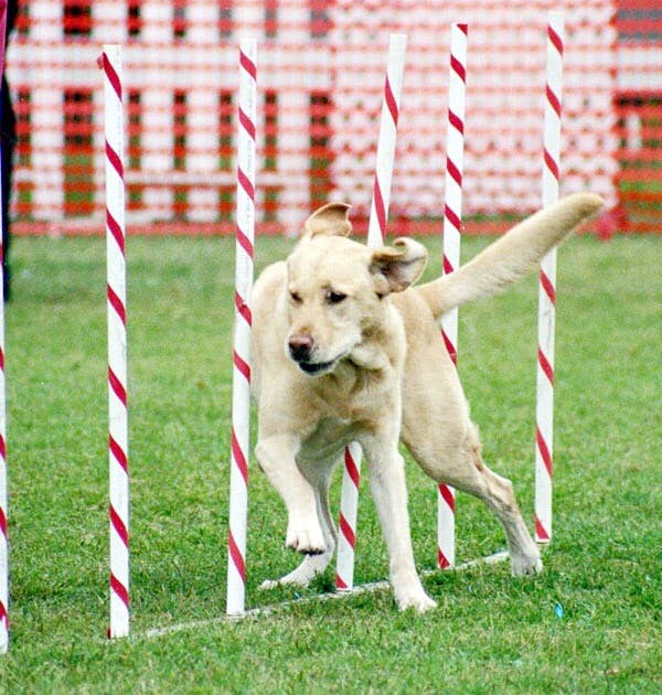 Labrador Retrievers: Wonderful Family Pets and Companions - PetHelpful