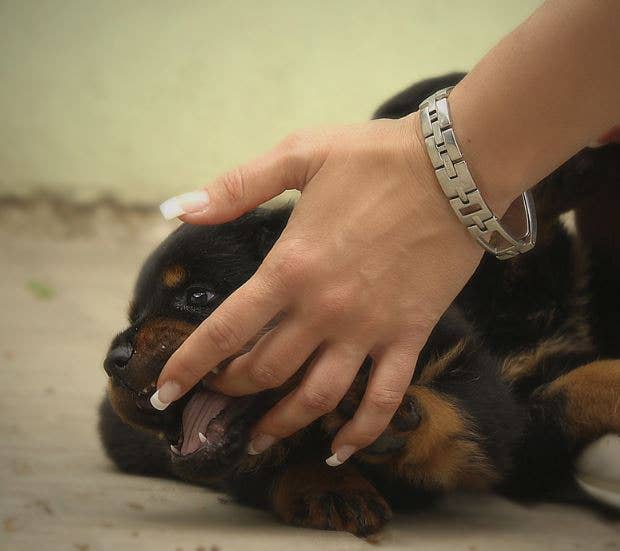 Understanding Puppy Teeth Stages - PetHelpful