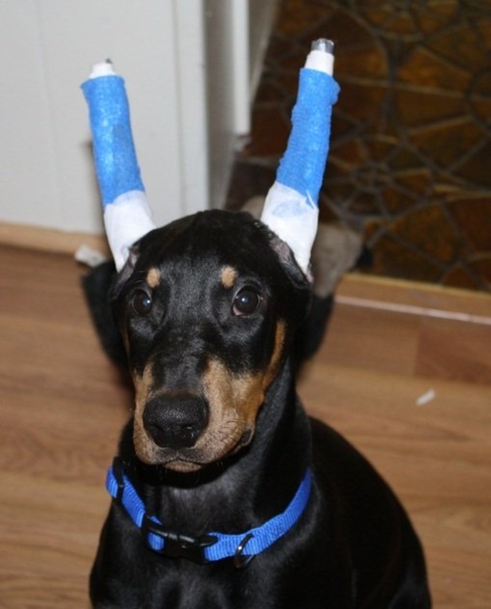 90+ Tough and Badass Dog Names: Outlaws and Gangsters - PetHelpful