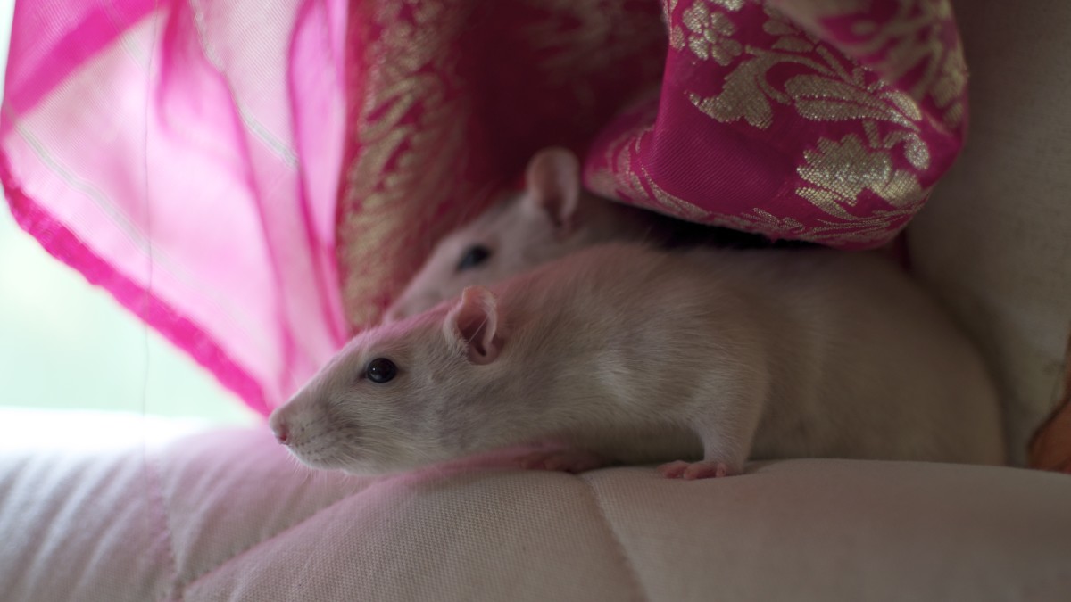 Pet Rat Supply List: Cage, Essentials, and Accessories - PetHelpful