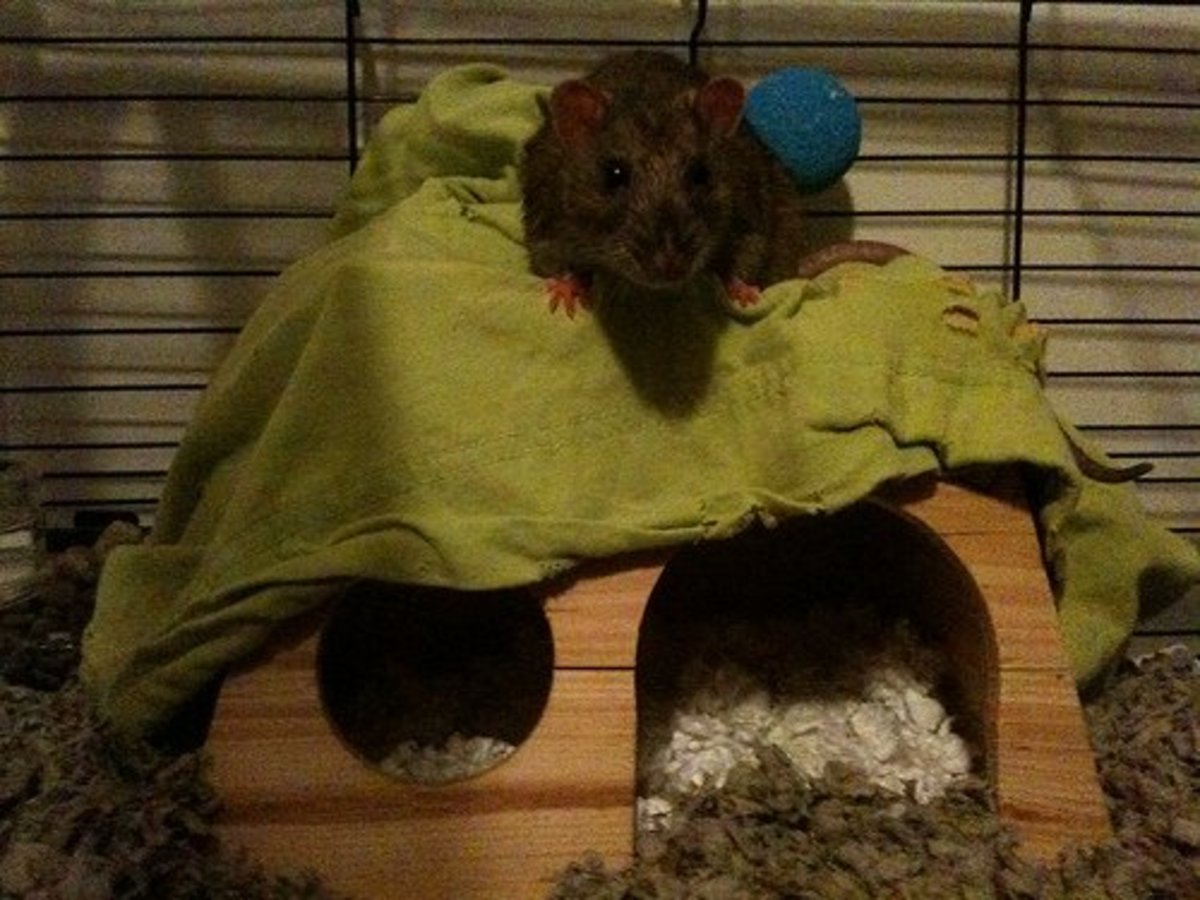 Pet Rat Supply List: Cage, Essentials, and Accessories - PetHelpful