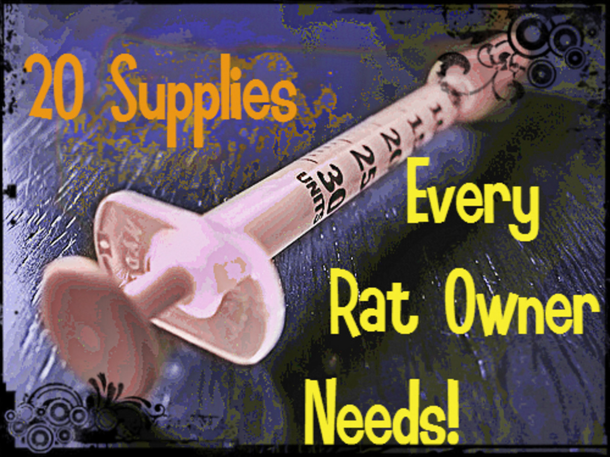 Pet Rat Supply List: Cage, Essentials, and Accessories - PetHelpful