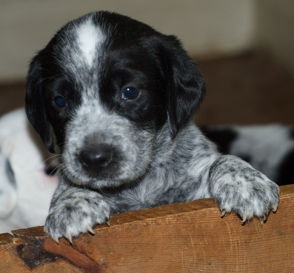 5 Best Medium-Sized Guard Dog Breeds - PetHelpful