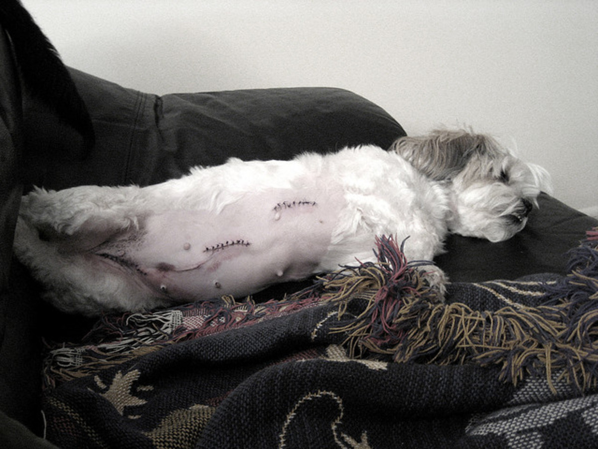 7 Reasons Your Dog Smells Bad and New Tips to Eliminate Dog Odor ...