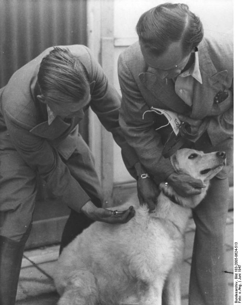 What Is Titre Testing and Is It an Alternative to Vaccinations ...