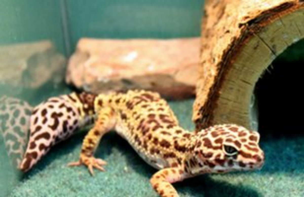 A Beginner's Guide to Owning/Caring for a Leopard Gecko - PetHelpful