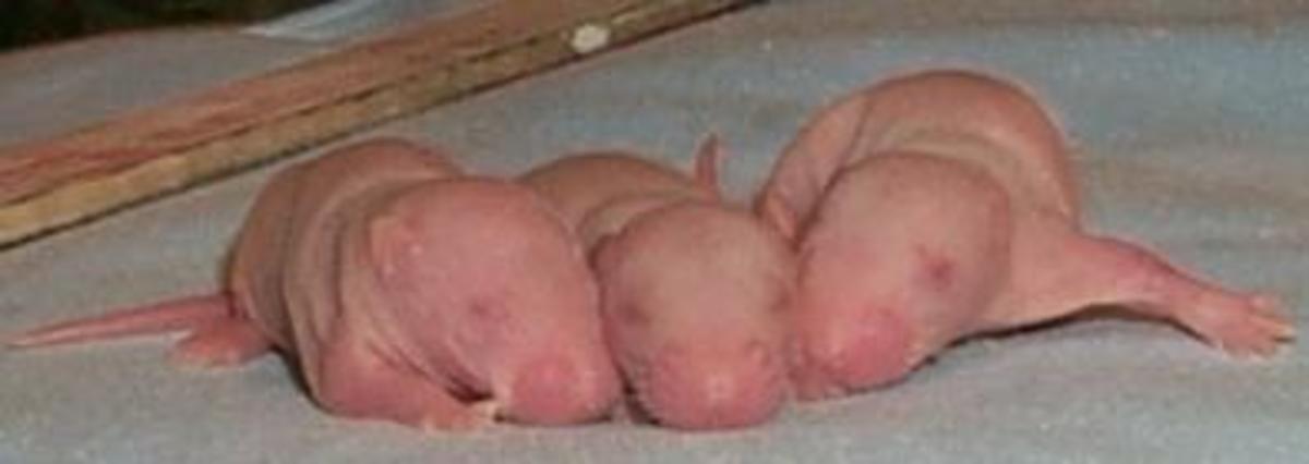 How to Breed Healthy Hairless Rats (Sphynx Rats) - PetHelpful