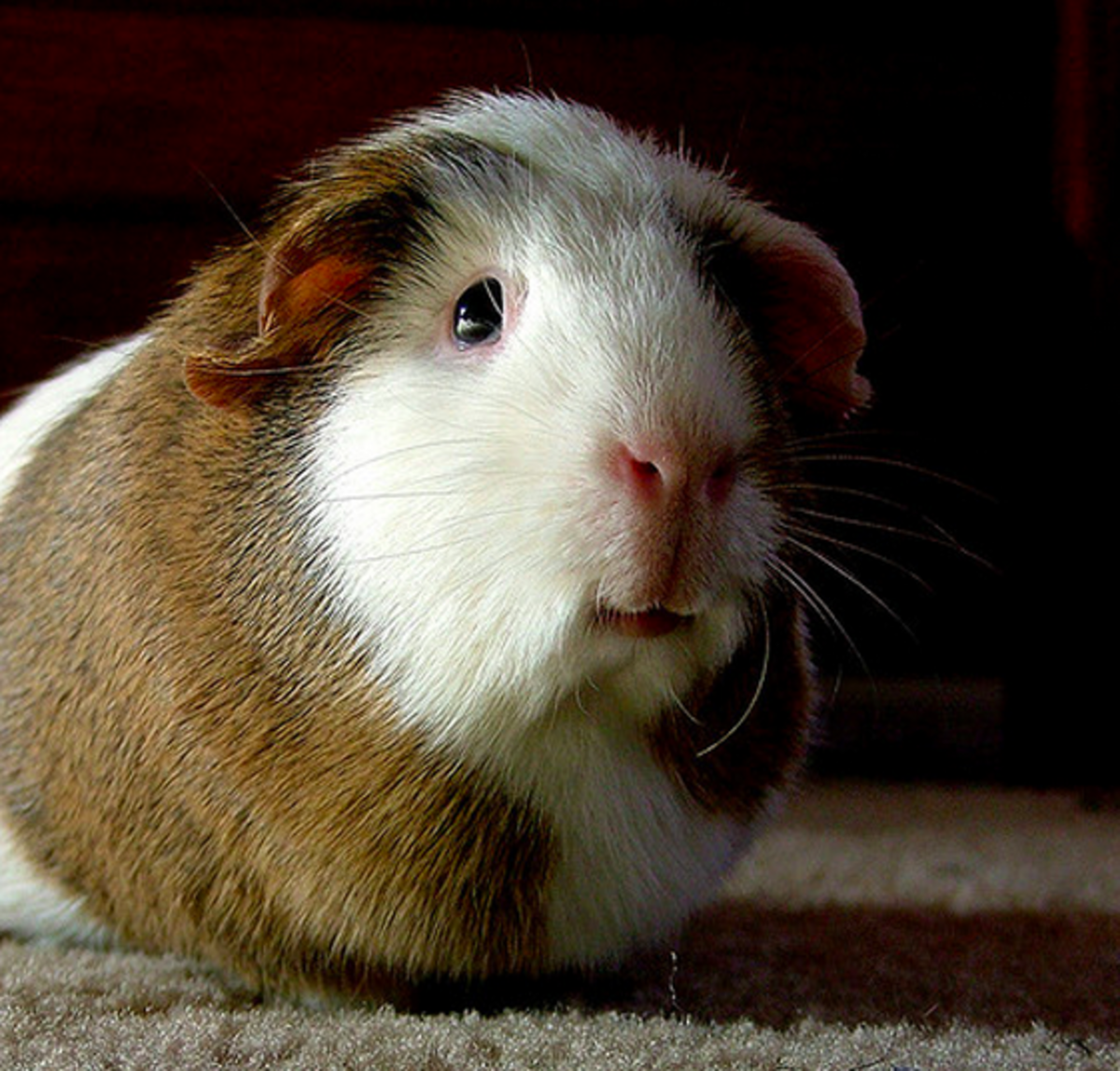 100+ Cute Names for Pets - PetHelpful