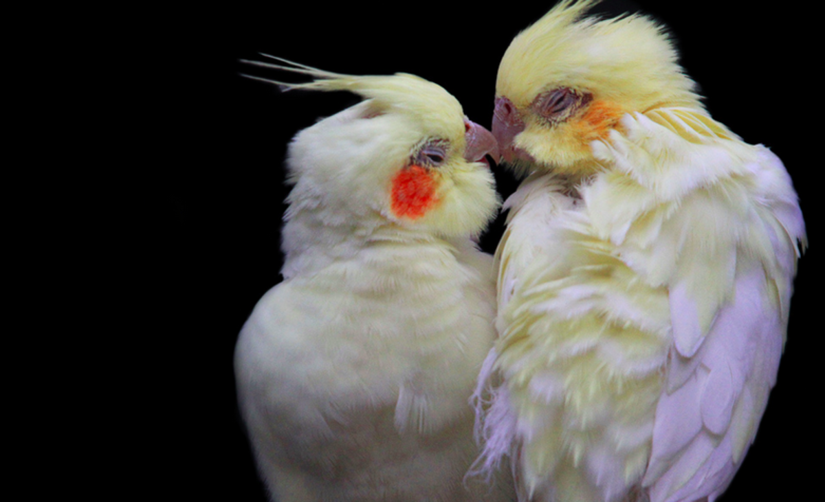 100+ Cute Names for Pets - PetHelpful