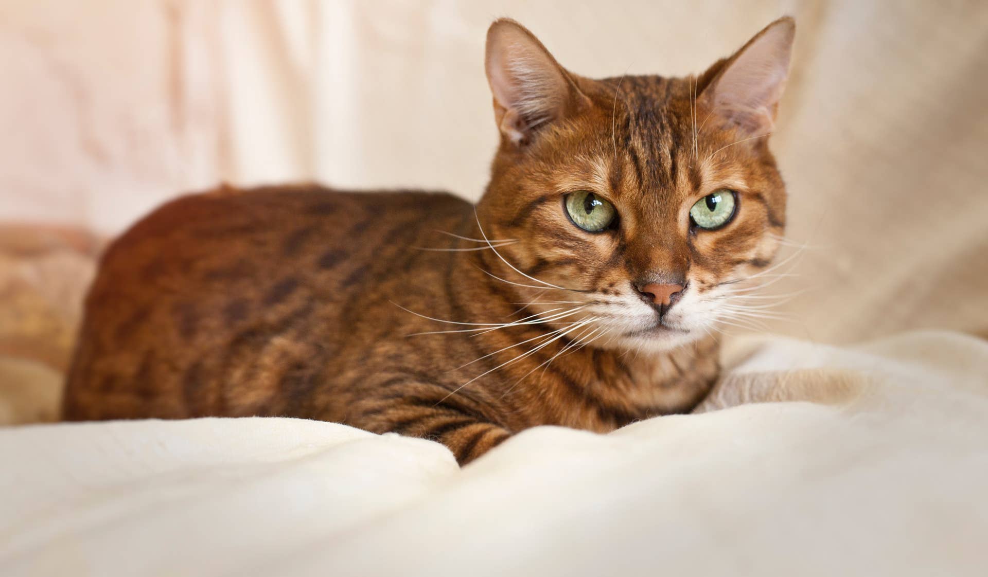 10 Helpful Tips for How to Find a Lost or Missing Cat - PetHelpful