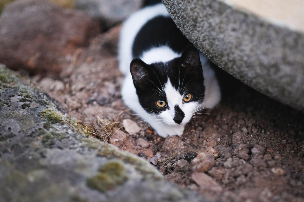 10 Helpful Tips for How to Find a Lost or Missing Cat - PetHelpful