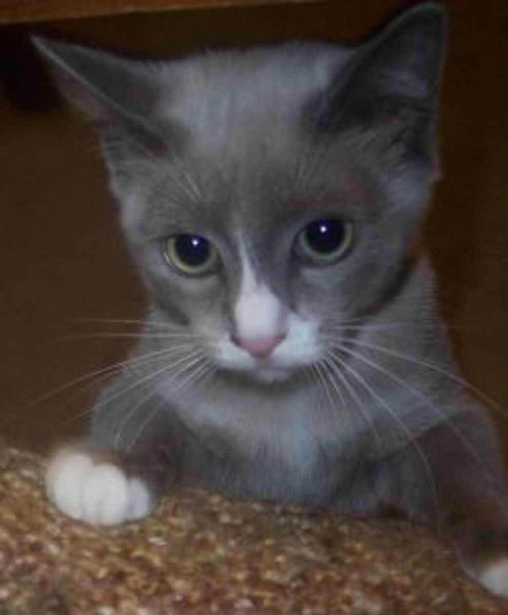 Caging Cats: When and Why It's Sometimes Necessary - PetHelpful