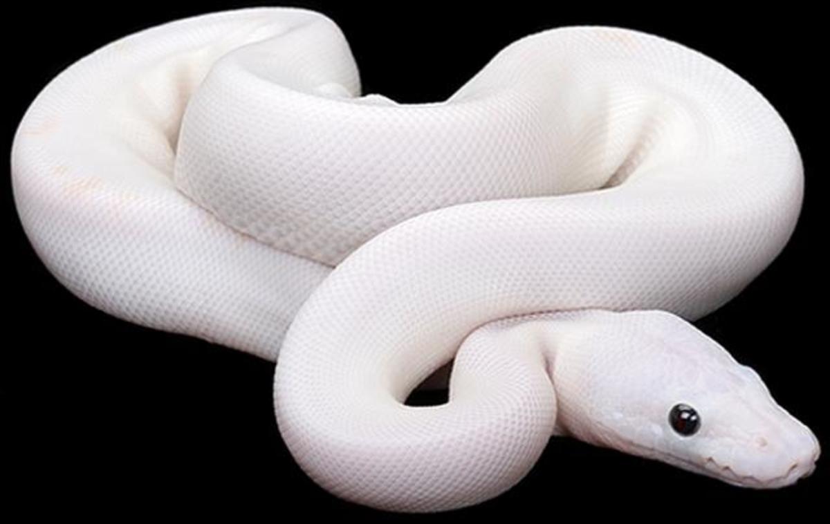 Pet snakes store