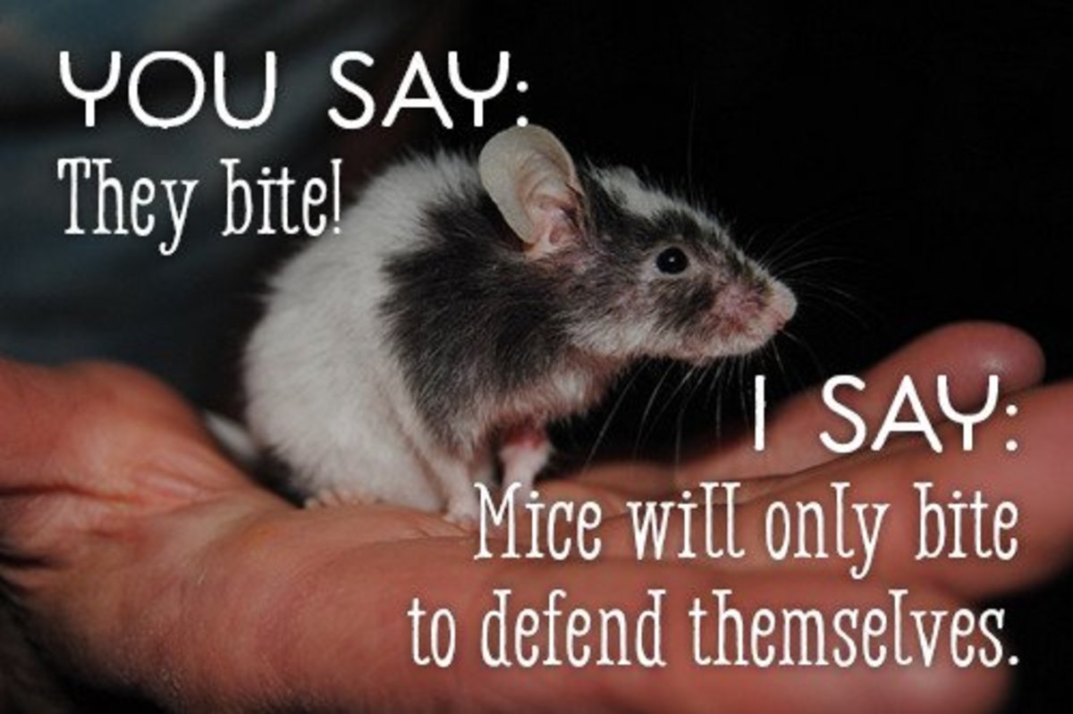 Top 10 Reasons Not to Be Scared of Mice - PetHelpful