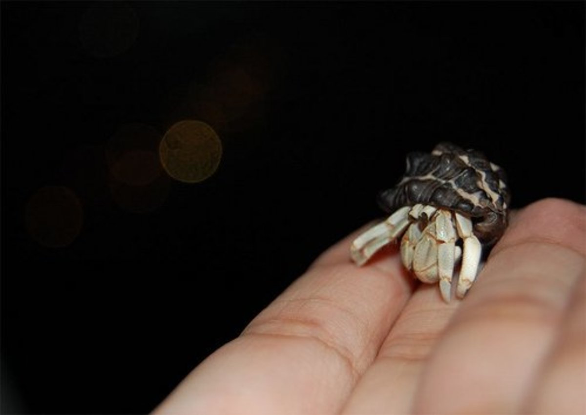 6 Common Pet Hermit Crab Species: Identification Guide - PetHelpful