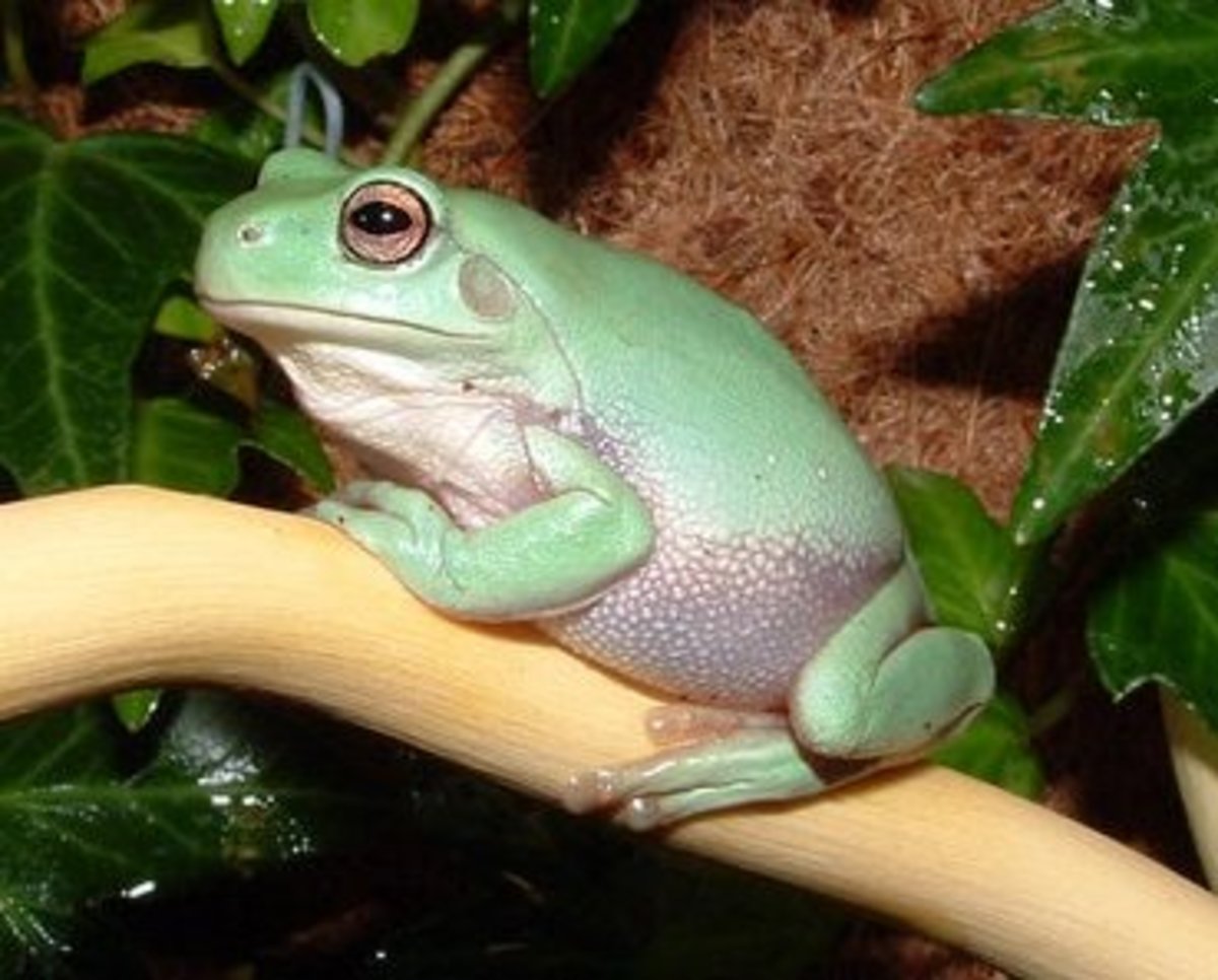 7 Best Pet Frogs for Beginners - PetHelpful
