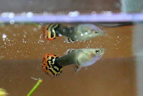 Fish Care: White Cloud Mountain Minnows - PetHelpful