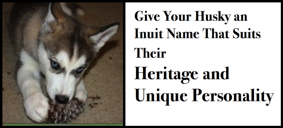 80+ Eskimo and Inuit Names for Huskies and Other Dog Breeds - PetHelpful