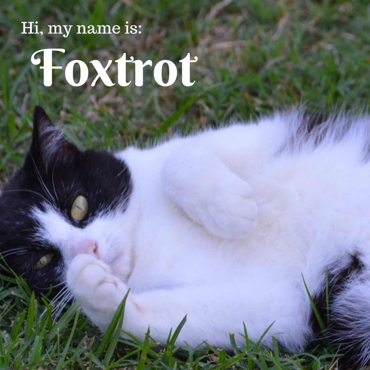 80+ Creative Tuxedo Cat Names (Female and Male) - PetHelpful