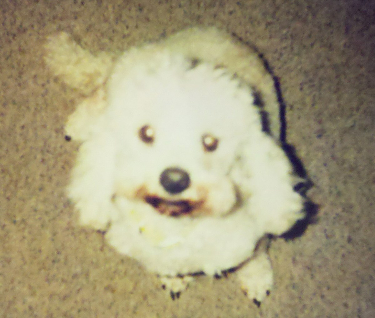 How to Help a Grieving Dog When Their Owner Dies - PetHelpful