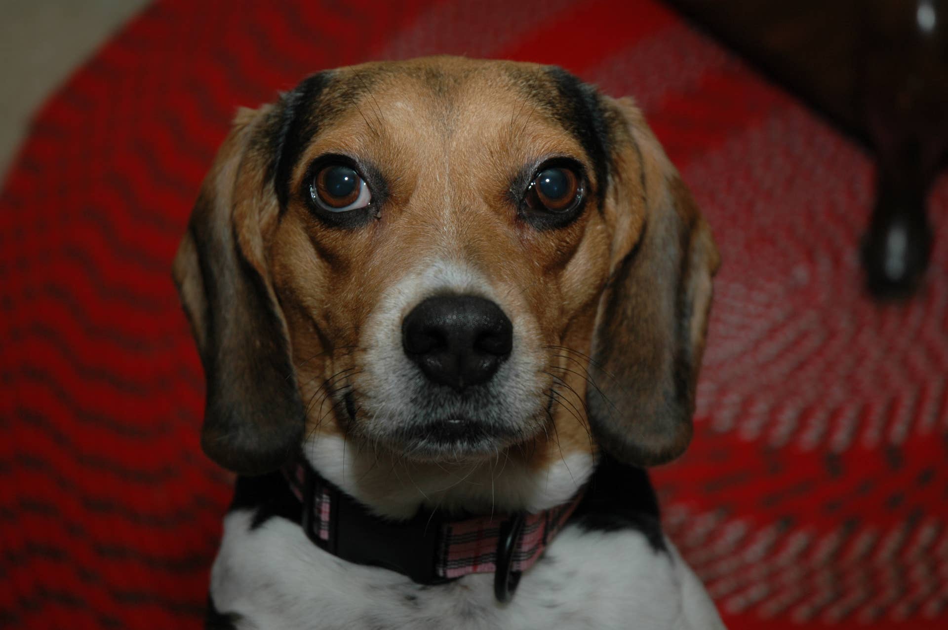 What to Do if Your Dog Has Been Shocked or Electrocuted - PetHelpful
