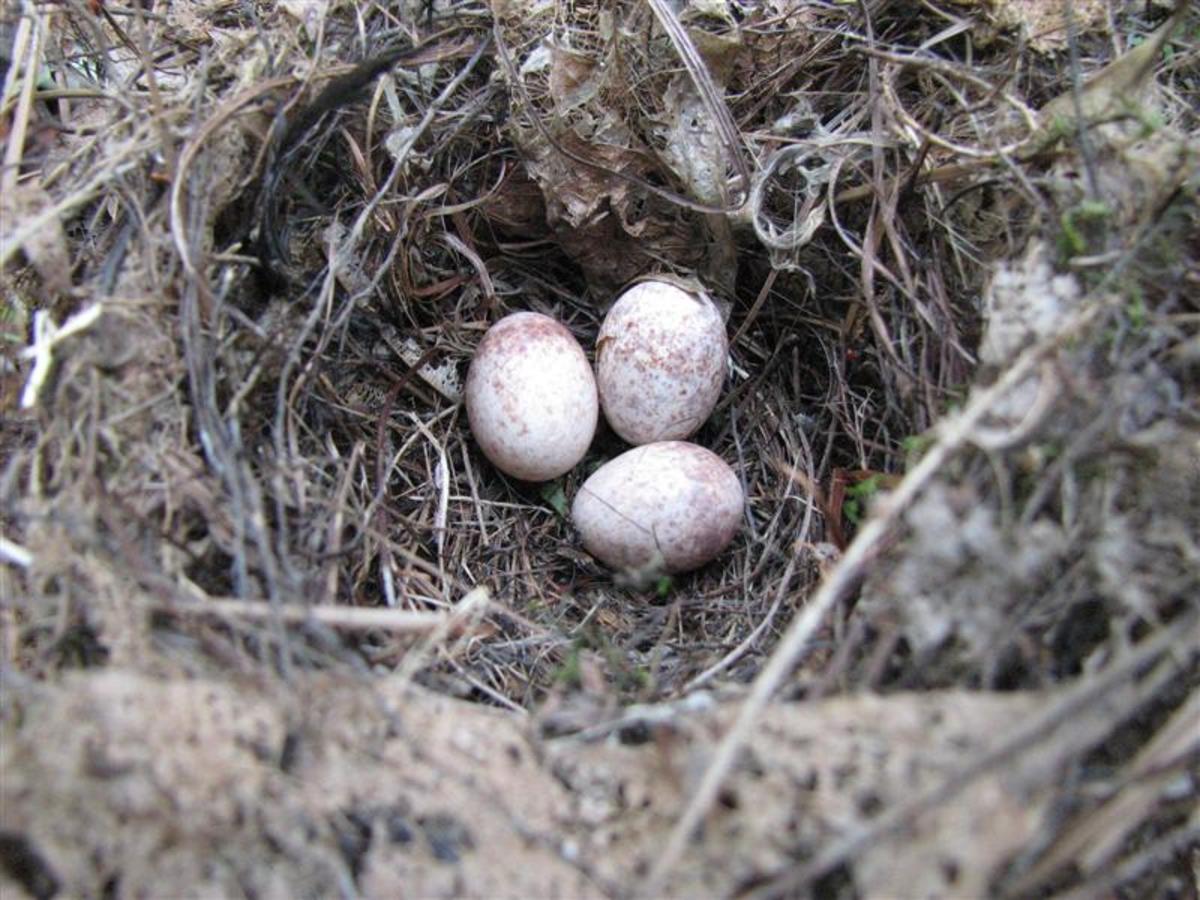 Backyard Birding Carolina Wren Babies and Nests PetHelpful