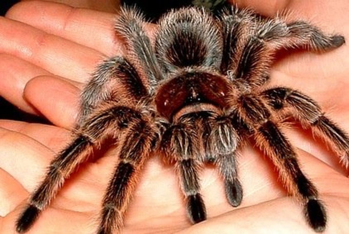 Are Tarantula Bites Dangerous? - PetHelpful