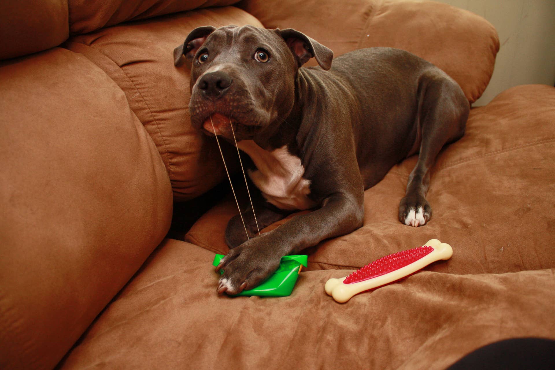 How to Train Stubborn Dogs and Strong-Willed Puppies - PetHelpful