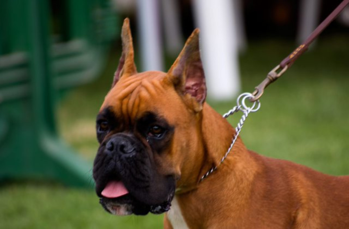 How to Clean Your Dog's Ears With Apple Cider or White Vinegar - PetHelpful