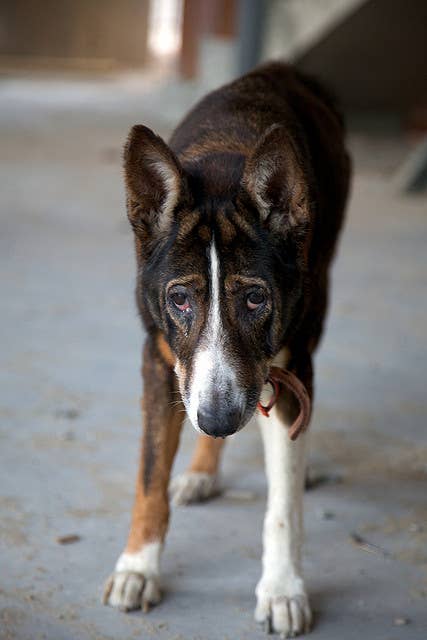 Dog Arthritis Symptoms and Home Pain Remedies - PetHelpful