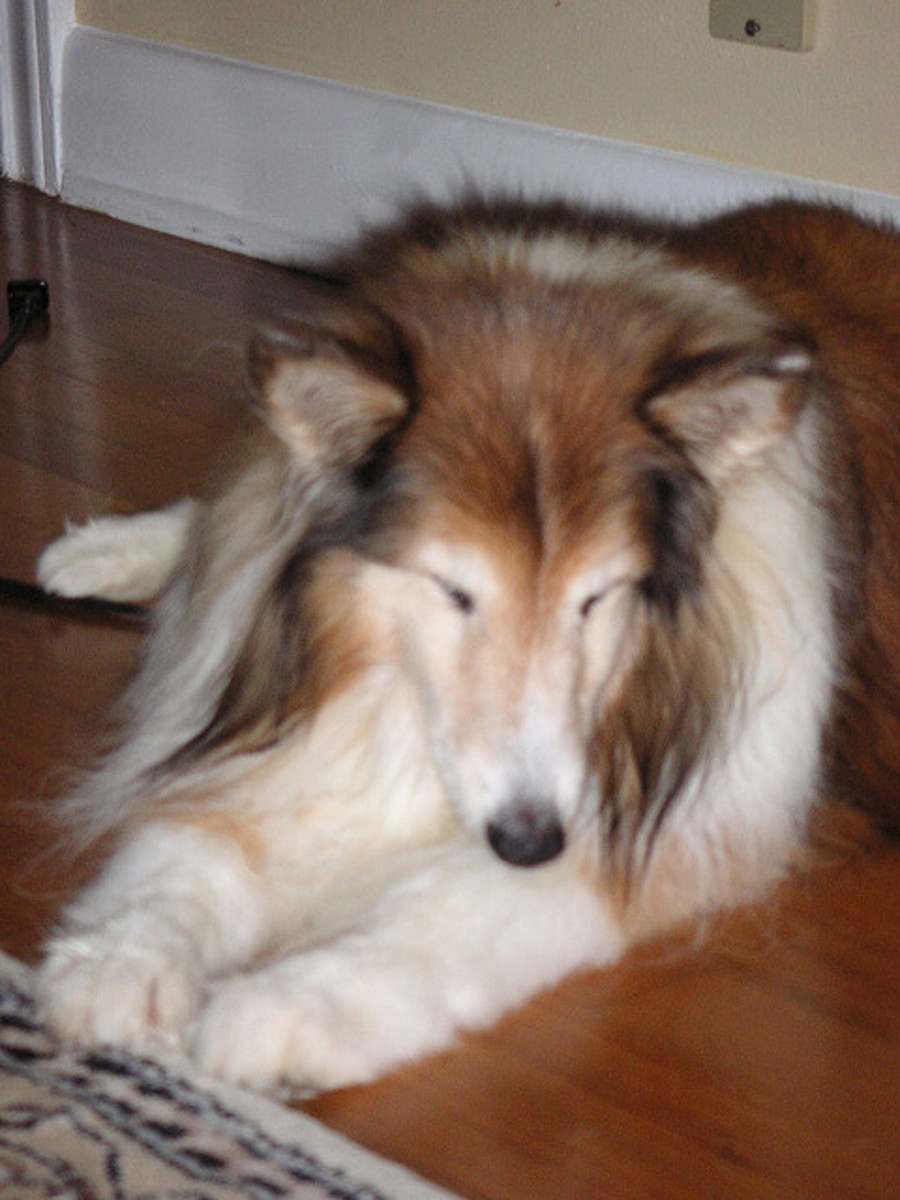 Is Slow-Kill the Safest Heartworm Medicine and Treatment for Your Dog ...