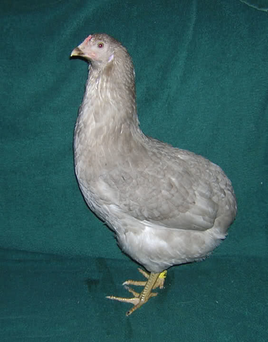 Top 12 Utterly Bizarre Chicken Breeds - PetHelpful