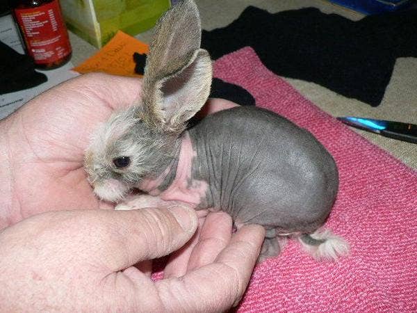 12 Amazing Hairless Animals That We Keep as Pets - PetHelpful