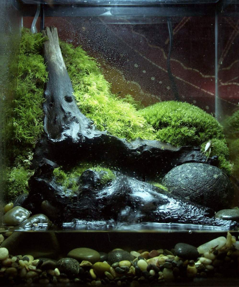 How to Build a Salamander Vivarium or Terrarium - PetHelpful