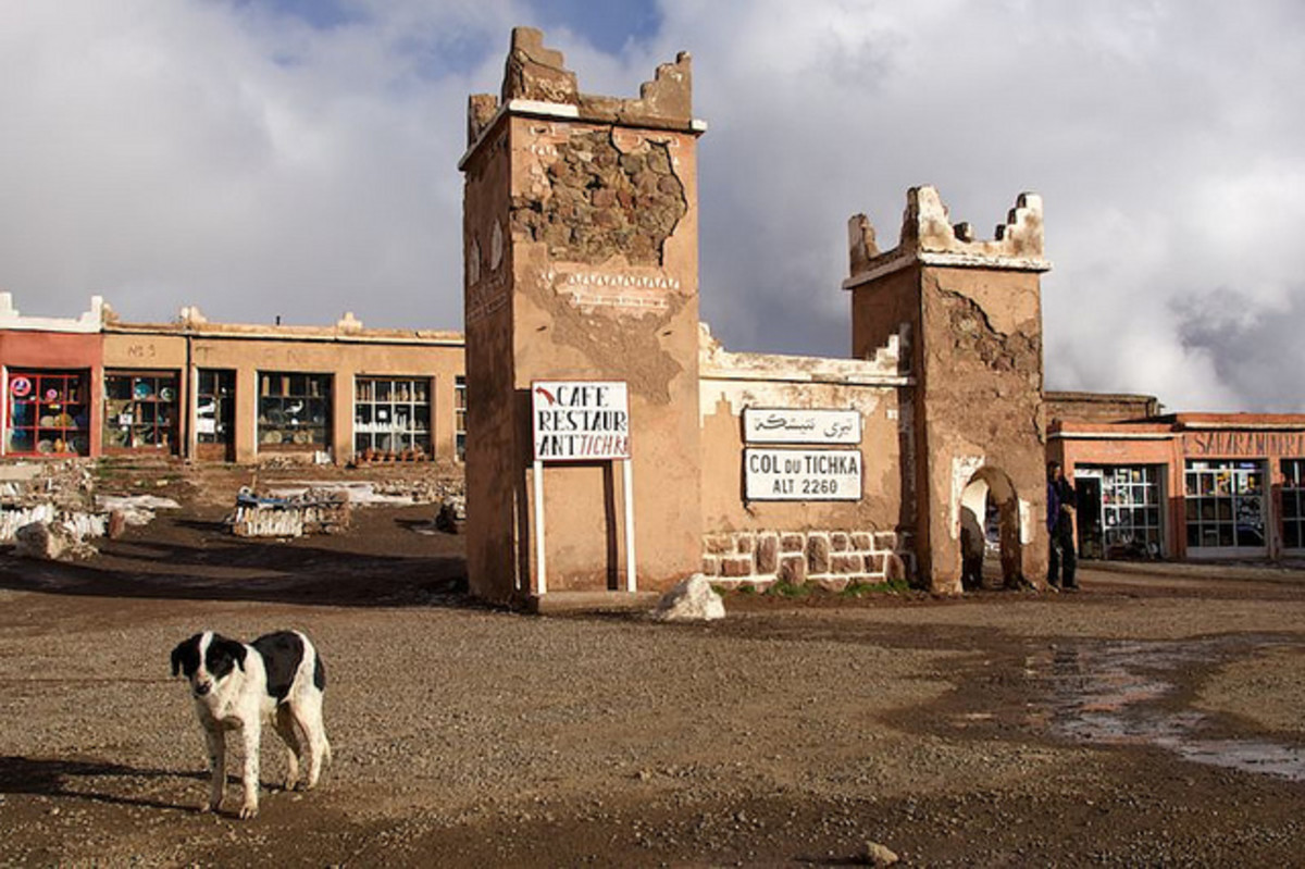 Arabic and Moroccan Names for Dogs - PetHelpful