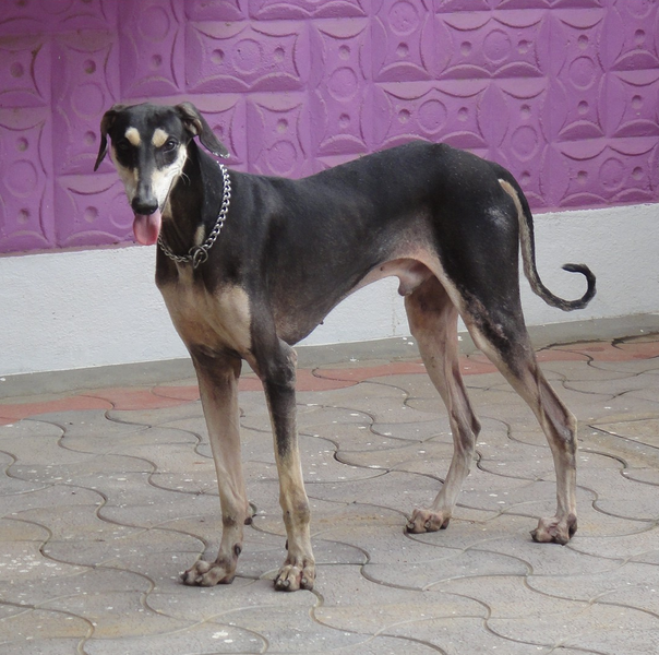 The Pariah and Best Noble Dog Breeds From India - PetHelpful