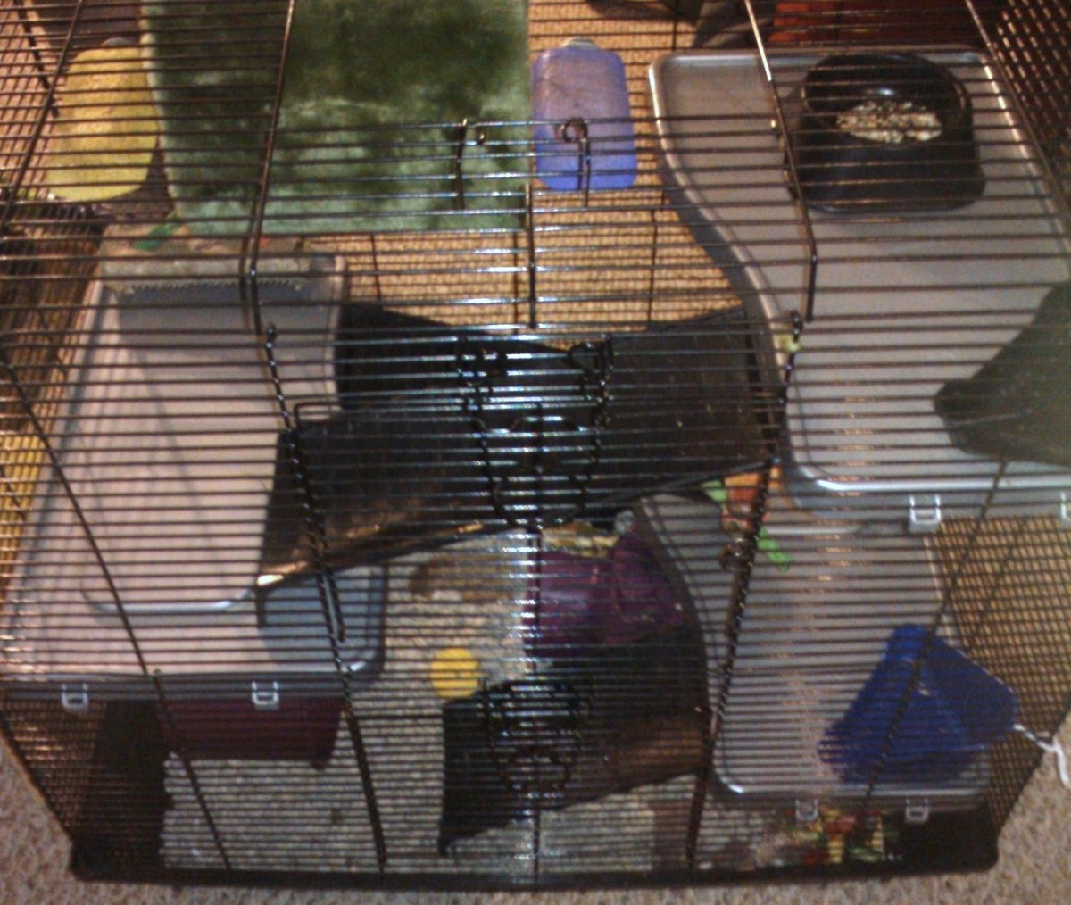 How to Introduce and Protect Your Pet Rat From Your Dog - PetHelpful