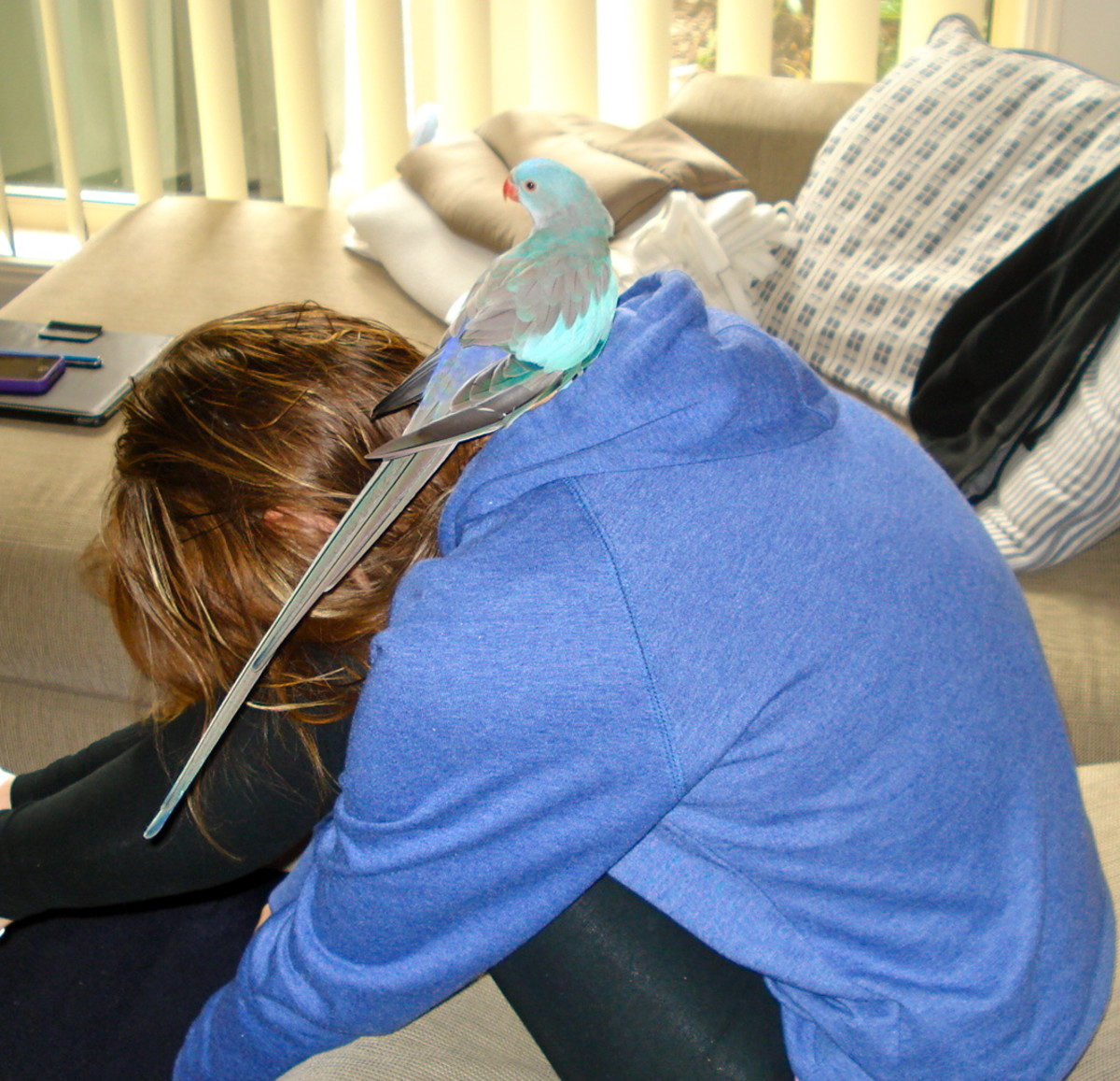 What Are Princess Parrots Like as Pets? - PetHelpful