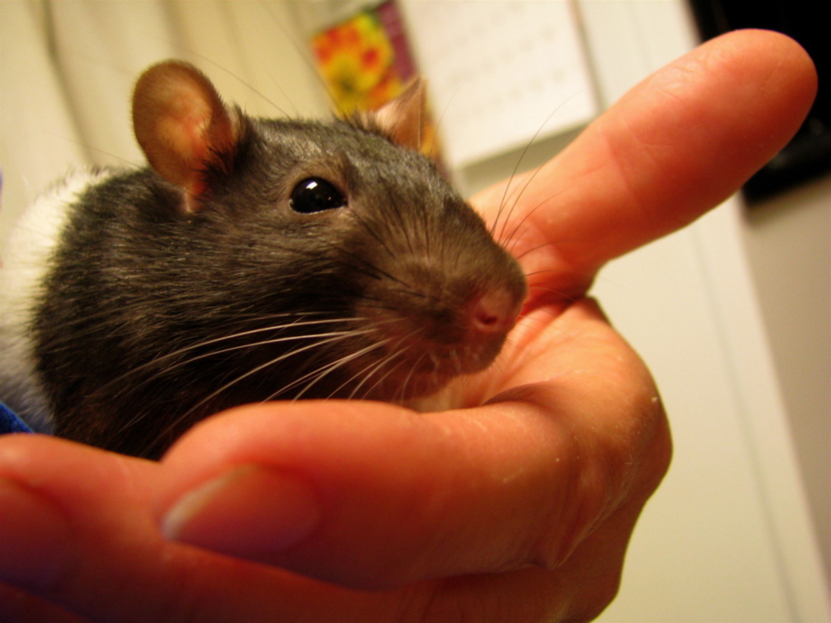 Top 10 Reasons to Have Rats as Pets - PetHelpful