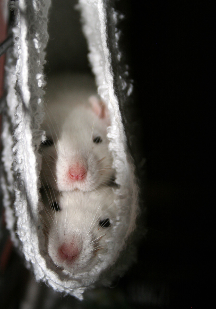 Top 10 Reasons to Have Rats as Pets - PetHelpful