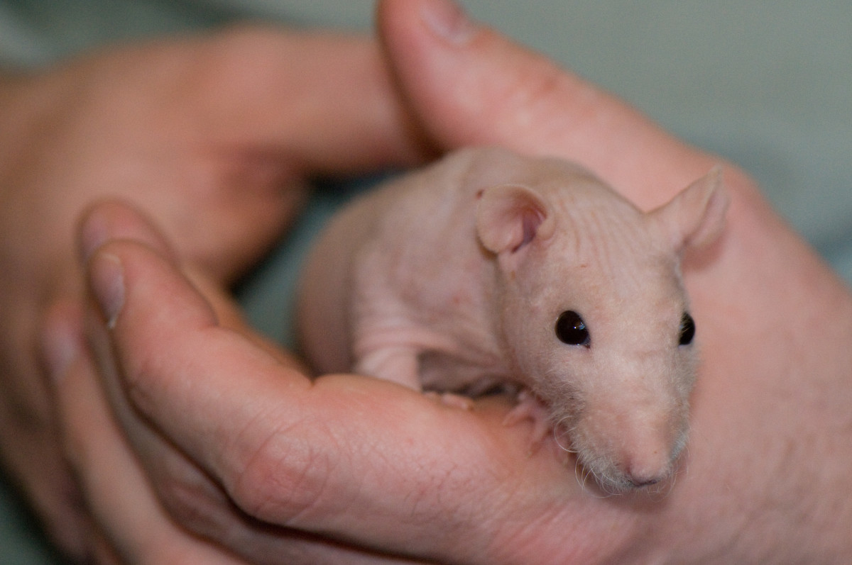 Top 10 Reasons to Have Rats as Pets - PetHelpful