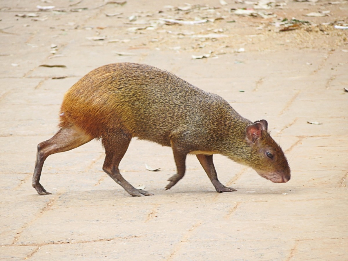 Agouti and Paca Facts: Interesting Rodents of South America - PetHelpful