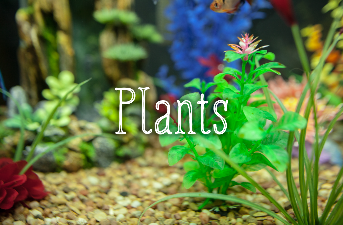 How to Decorate Your Fish Tank: Dos and Don'ts - PetHelpful