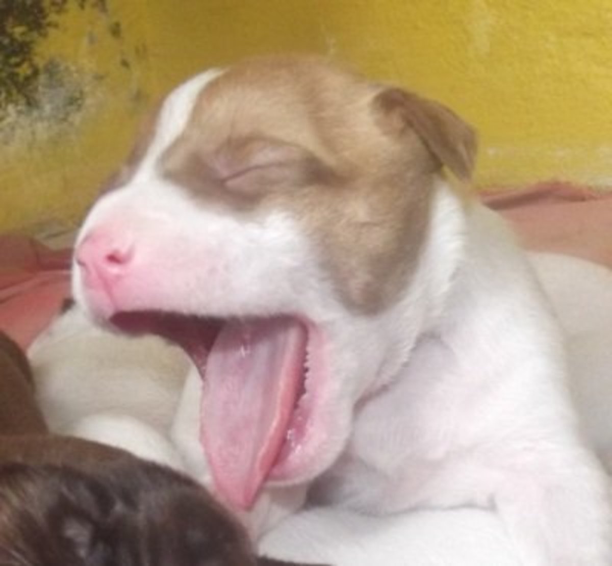 How to Help a Dog Produce More Milk for Her Puppies - PetHelpful